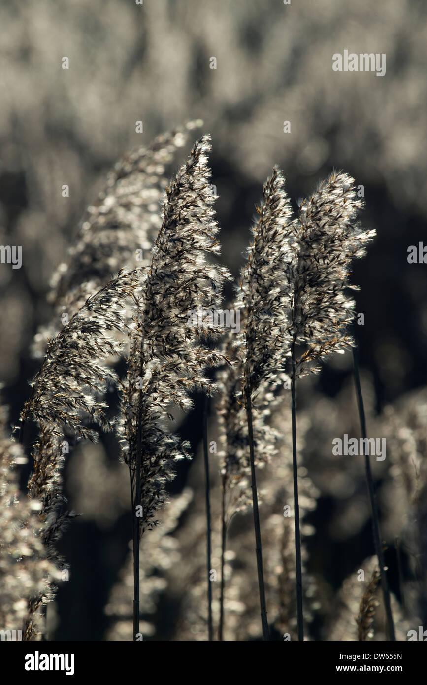 Backlit hi-res stock photography and images - Alamy