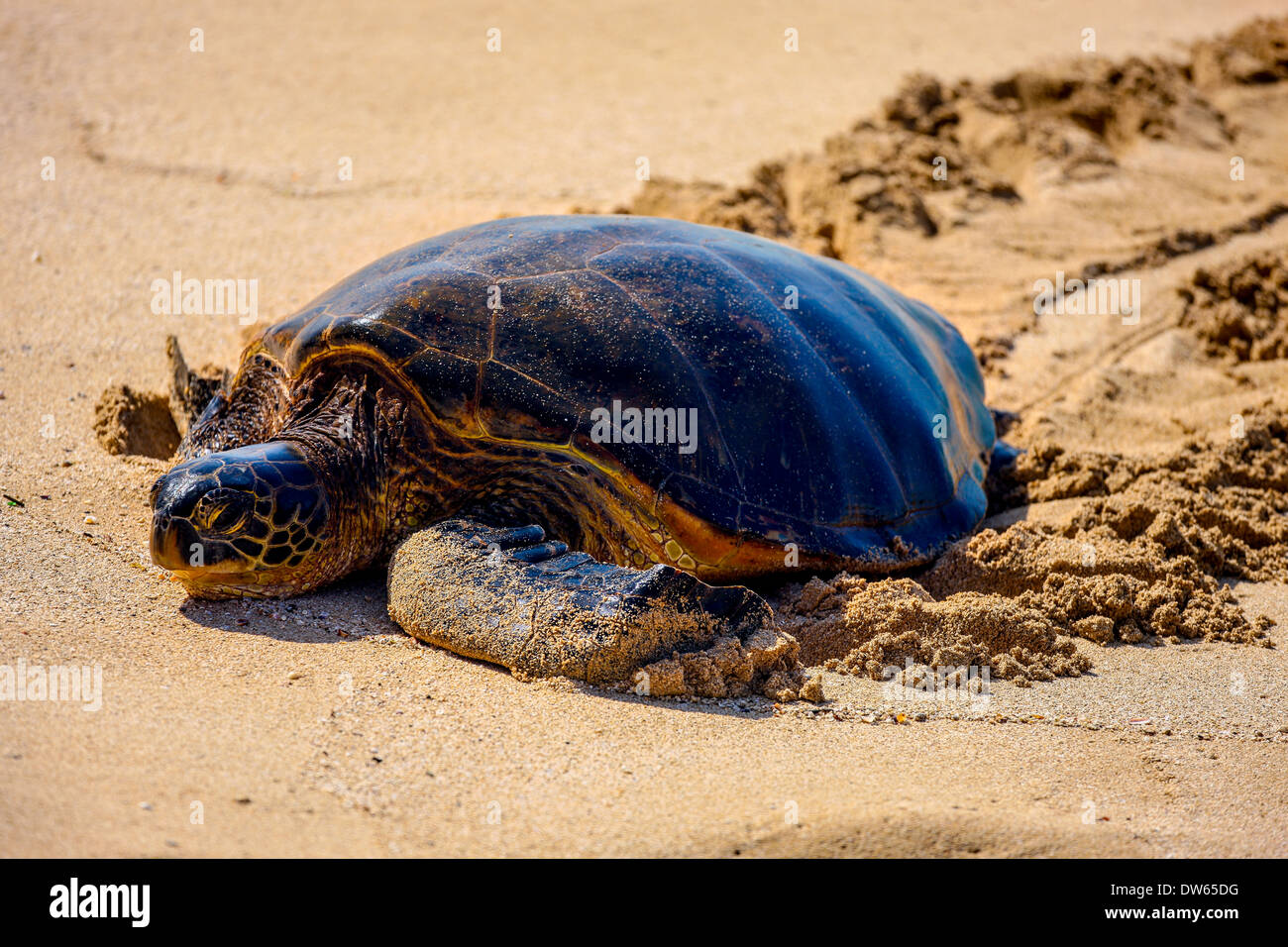 Green Sea Turtle, Oahu, Hawaii Stock Photo - Alamy