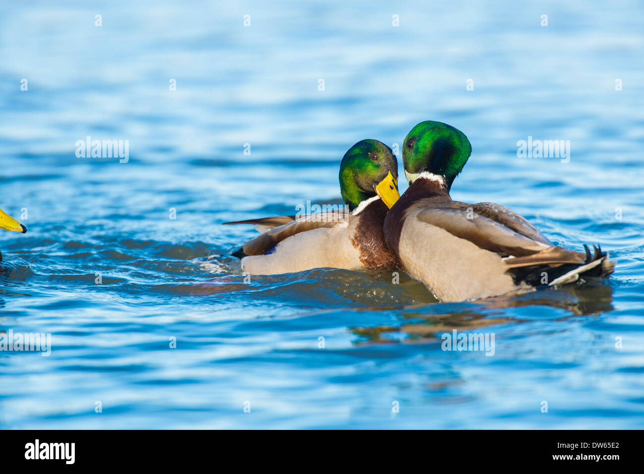 Mallard fighting hi-res stock photography and images - Alamy
