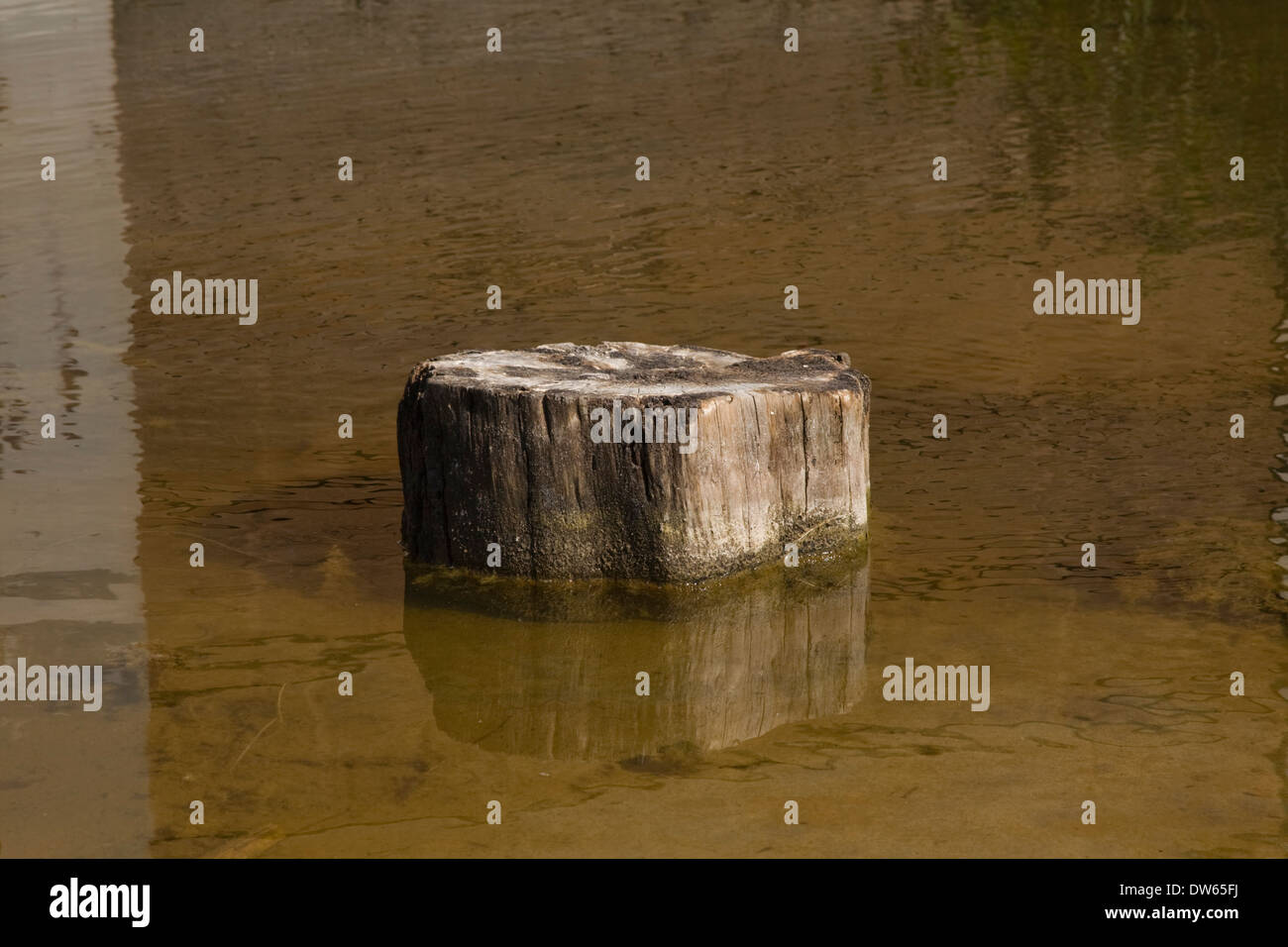 Tree stump in standing water Stock Photo - Alamy