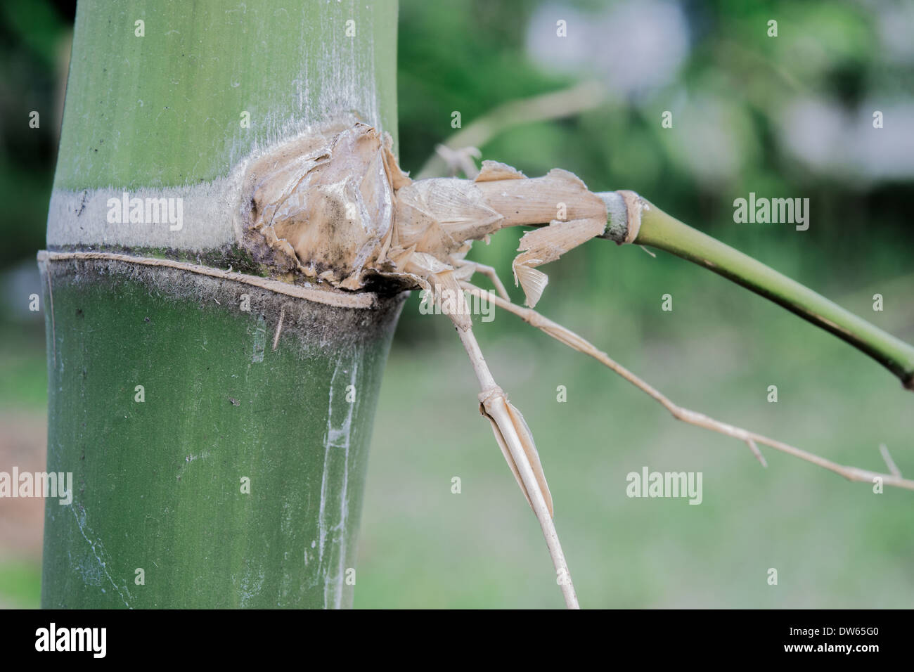 Japanese tube hi-res stock photography and images - Alamy