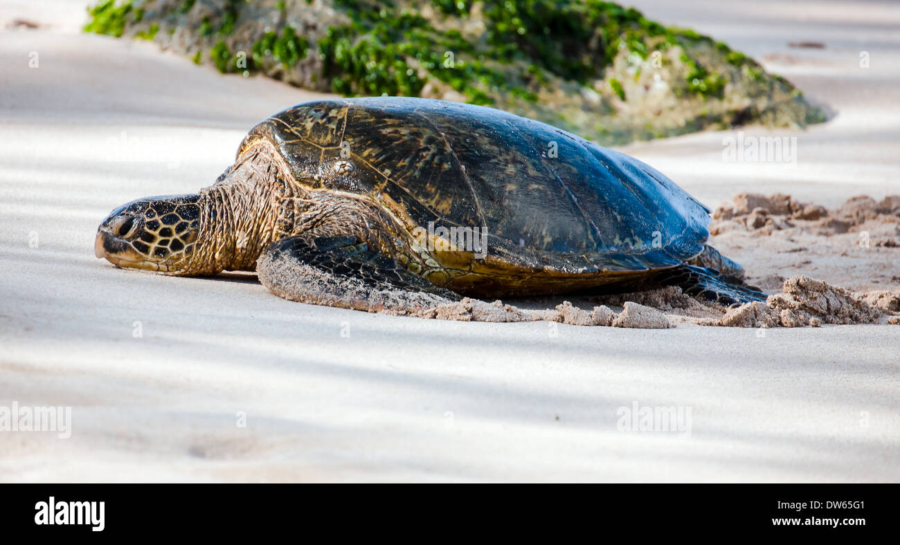 Green Sea Turtle, Oahu, Hawaii Stock Photo - Alamy