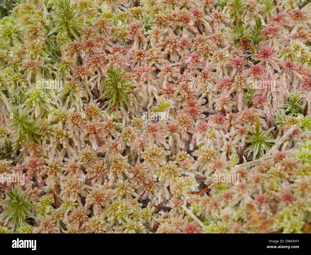 Red peat moss hi-res stock photography and images - Alamy