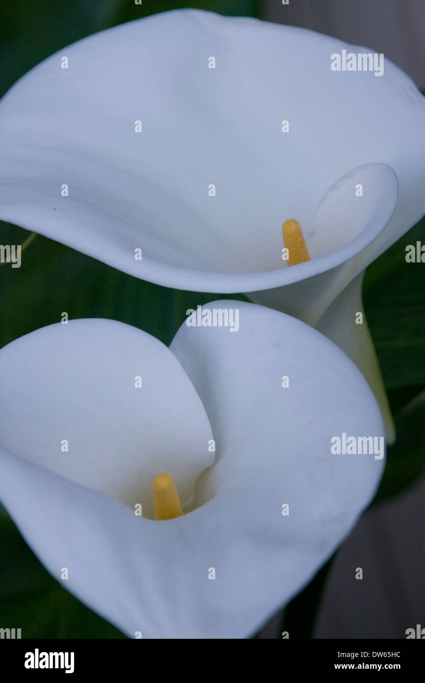 Calla lily flowers hi-res stock photography and images - Alamy