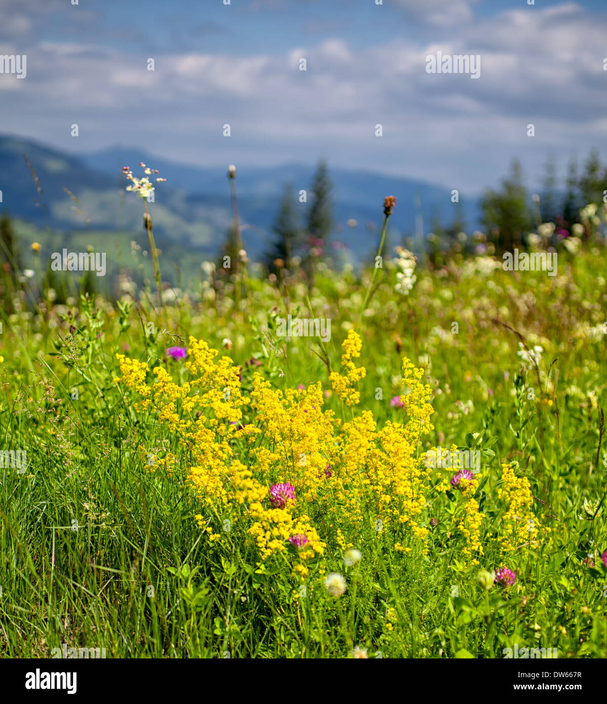Ceahlau flora hi-res stock photography and images - Alamy