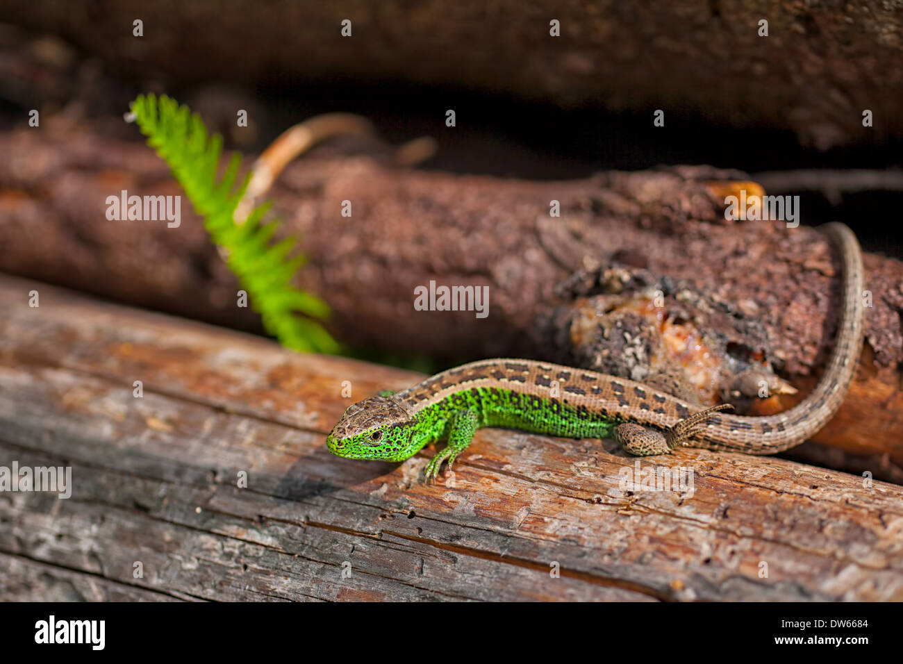 Sand lizard in her habitat during summer season Stock Photo - Alamy