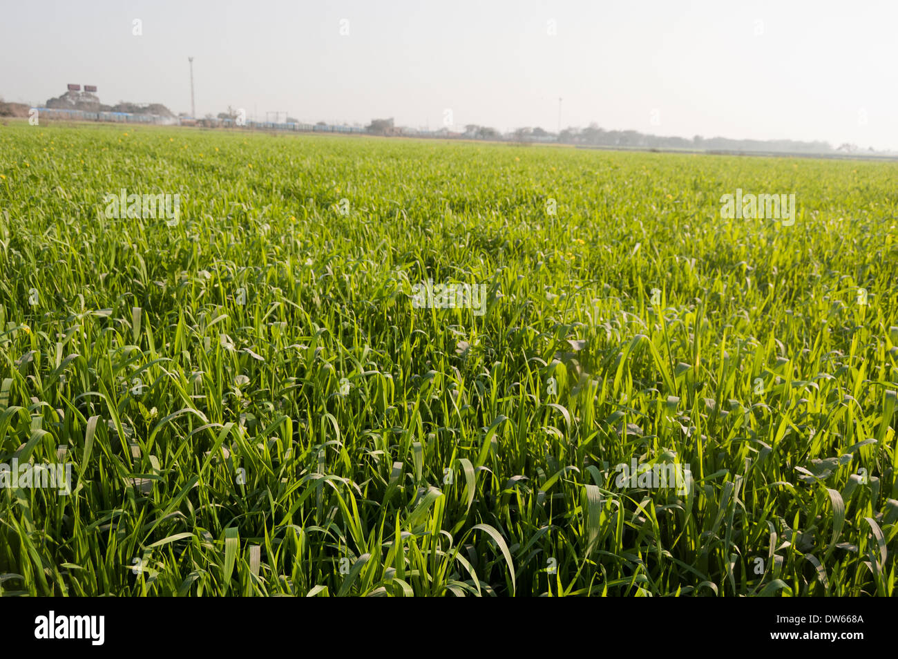 Indian agriculture Wheat field Stock Photo - Alamy