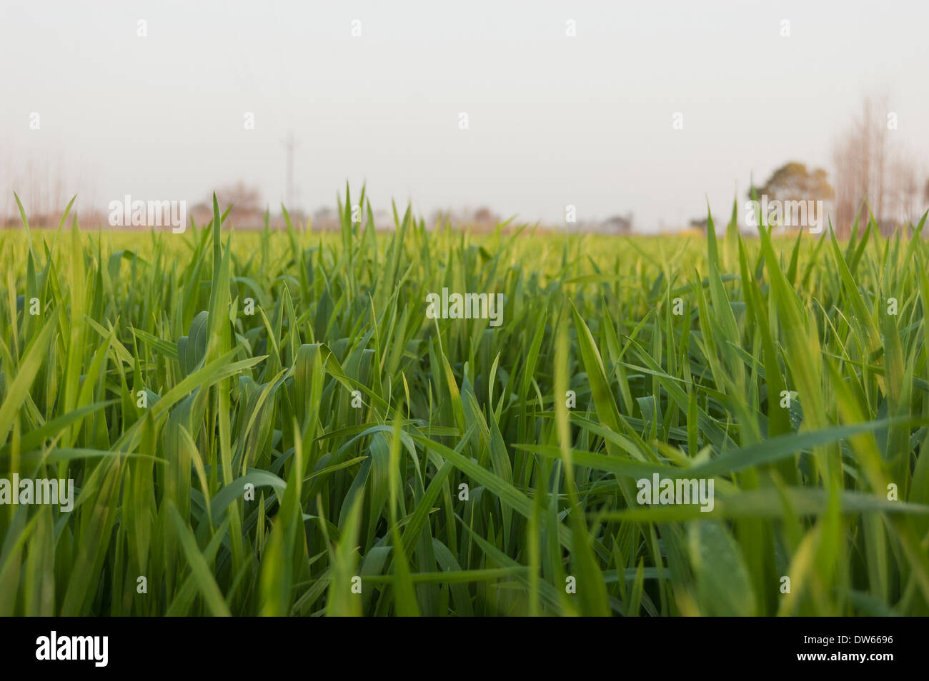 Indian agriculture Wheat field Stock Photo - Alamy