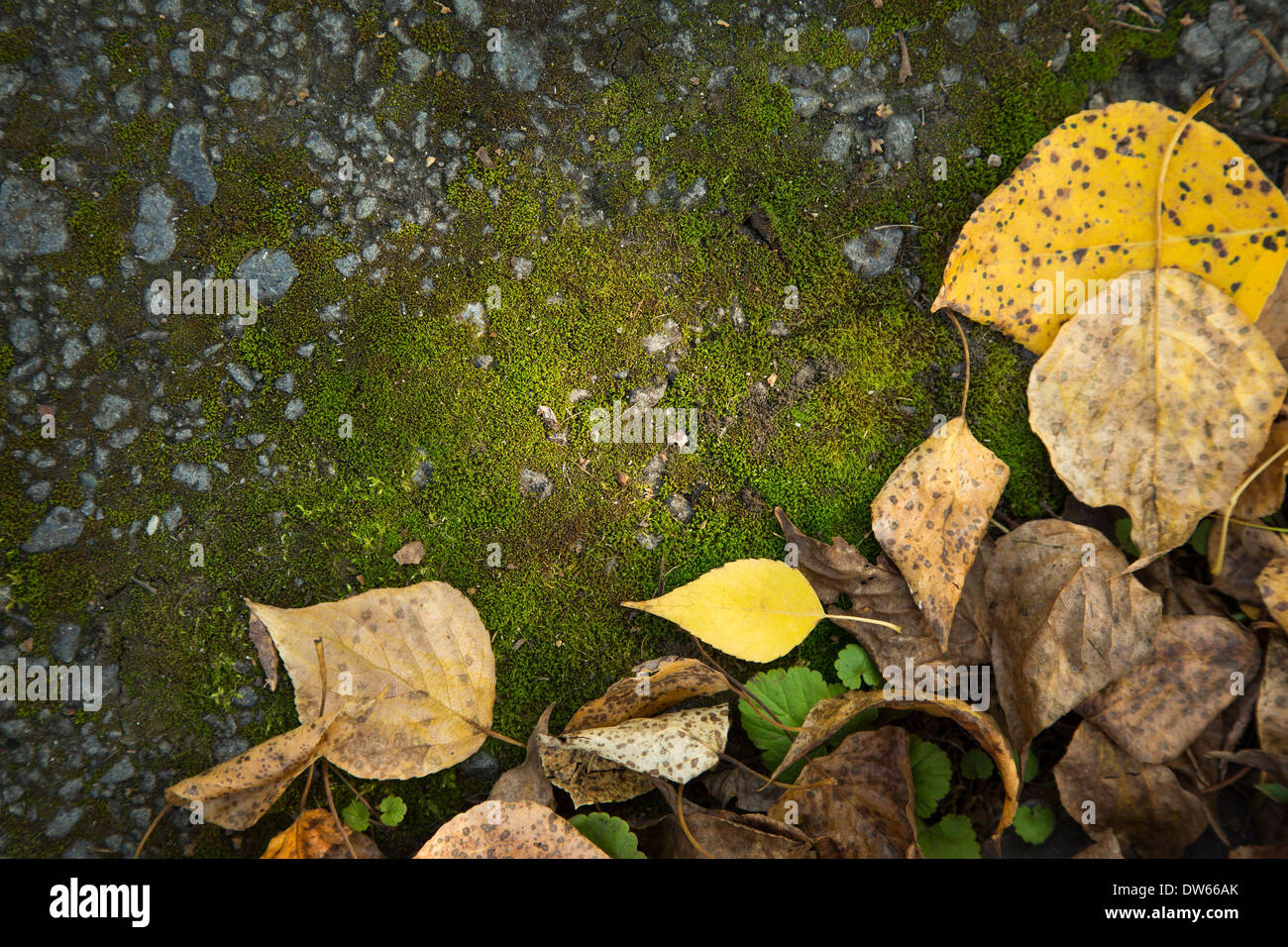 Autumn foliage on moss ground Stock Photo - Alamy