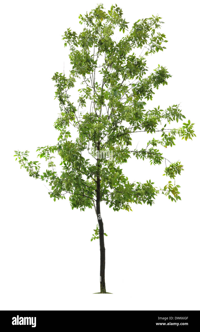 Ash tree branch isolated hi-res stock photography and images - Alamy