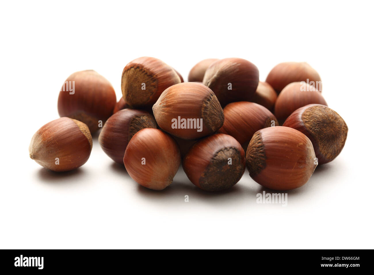 Hazel nut seed hi-res stock photography and images - Alamy