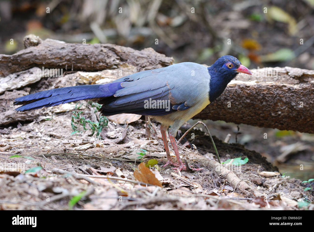beautiful Coral-billed Ground-Cuckoo (Carpococcyx renauldi) in Thailand ...