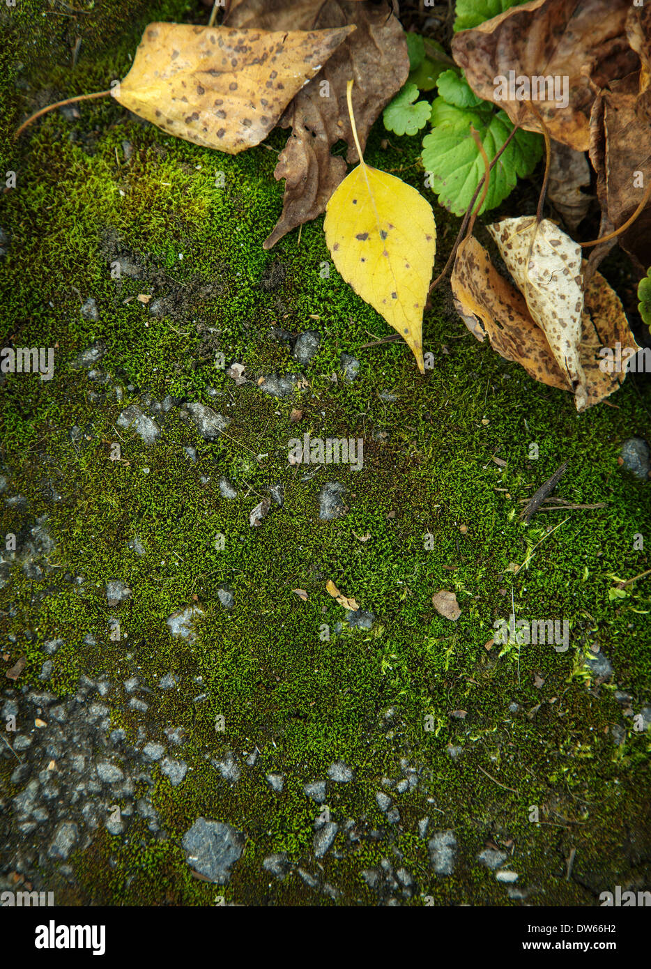 Autumn foliage on moss ground Stock Photo - Alamy