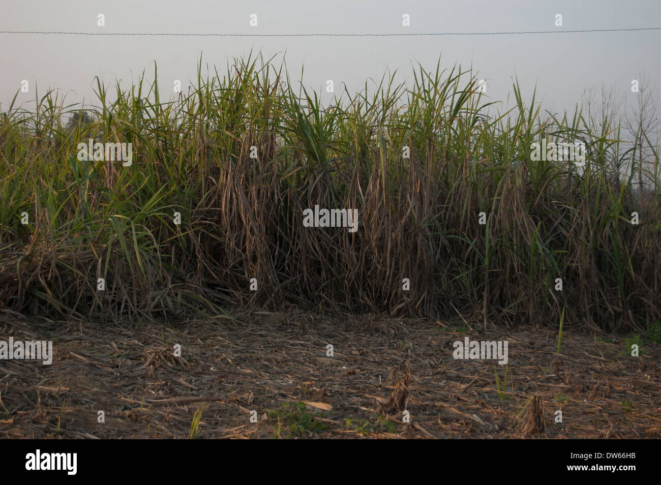 Indian agriculture suger canes field Stock Photo - Alamy