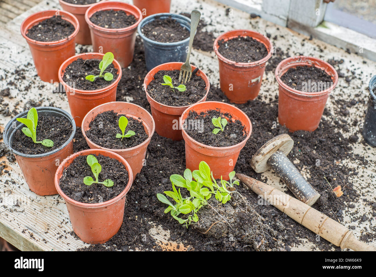 Potting plants hi-res stock photography and images - Alamy