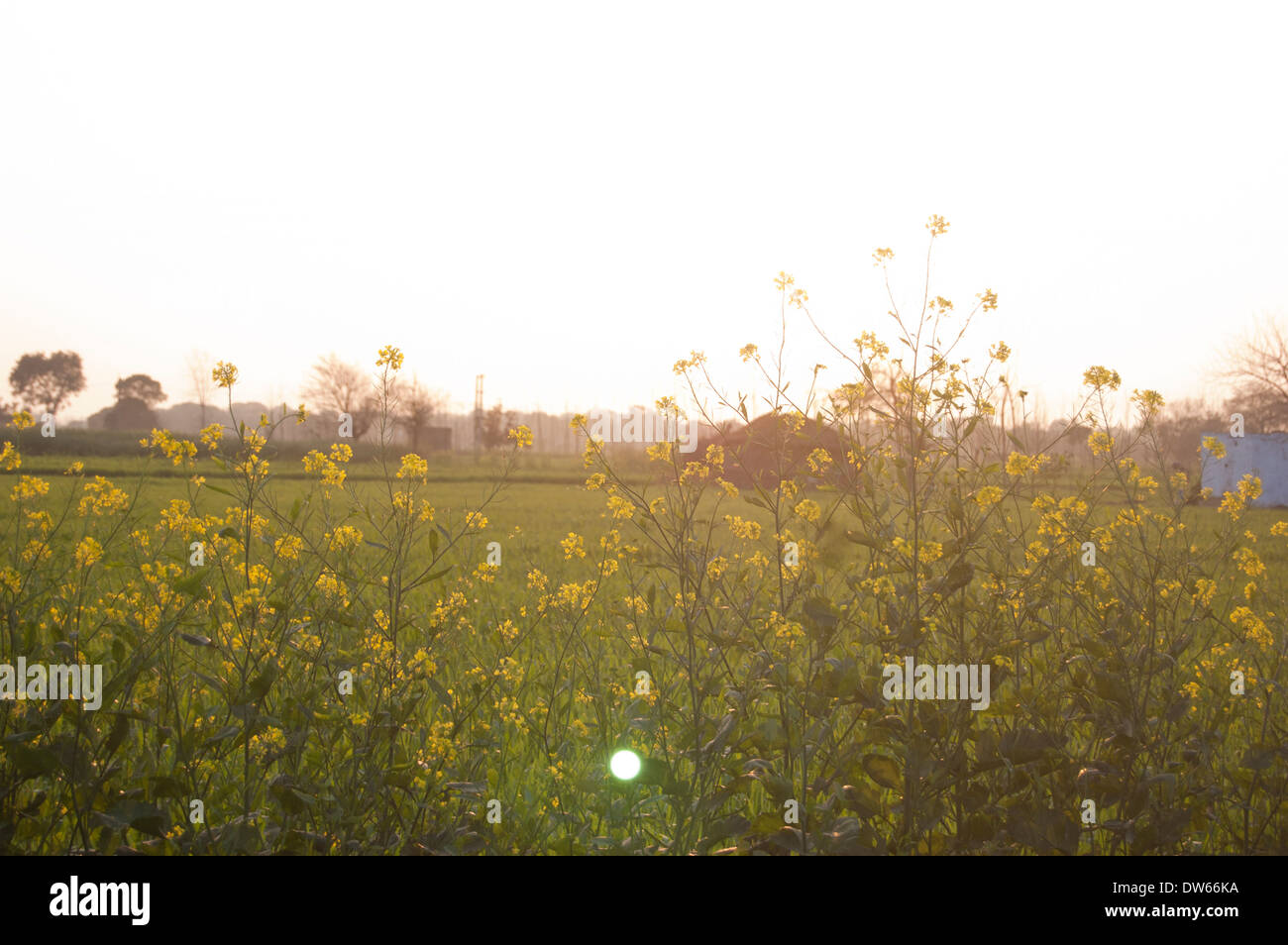 Indian mustard field hi-res stock photography and images - Alamy