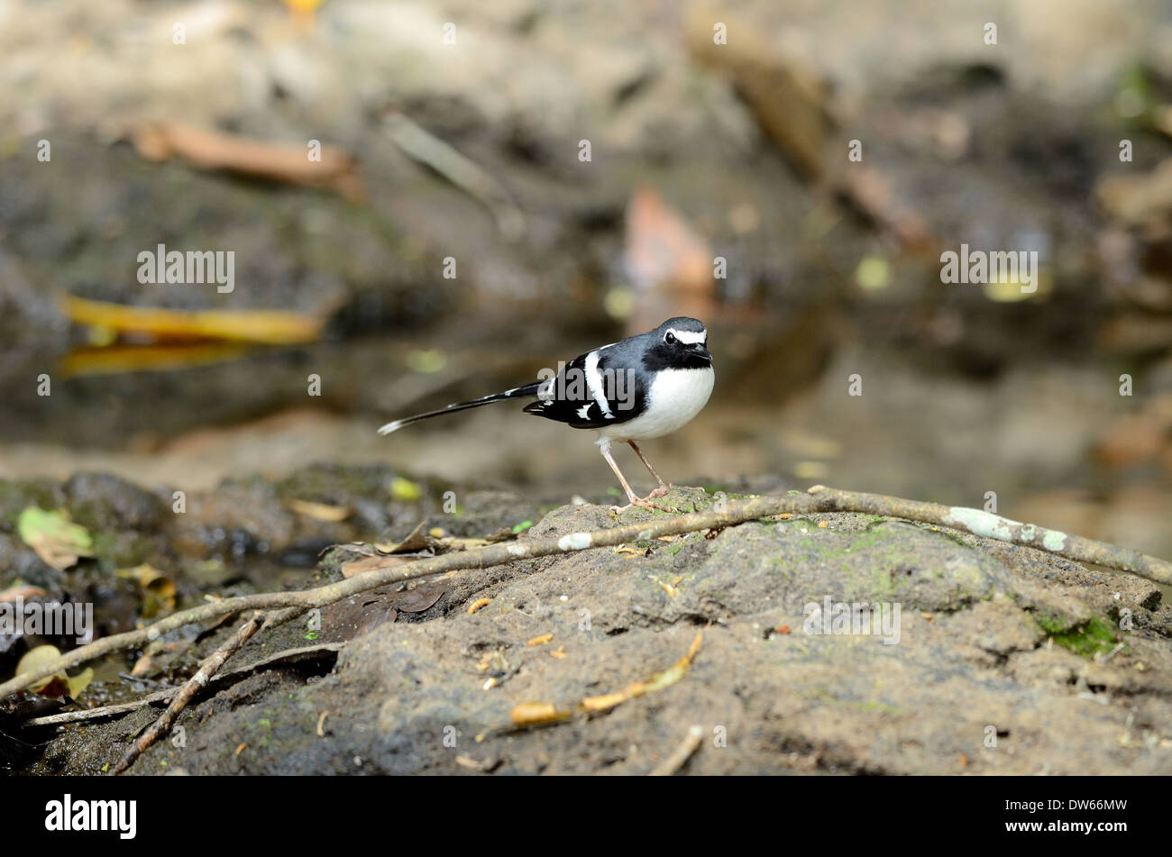 Forktail bird hi-res stock photography and images - Alamy