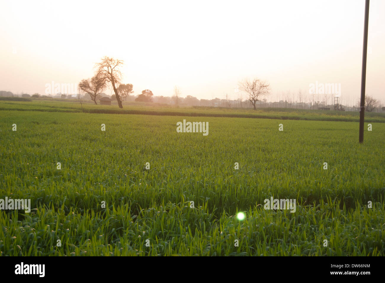 Indian agriculture Wheat field Stock Photo - Alamy