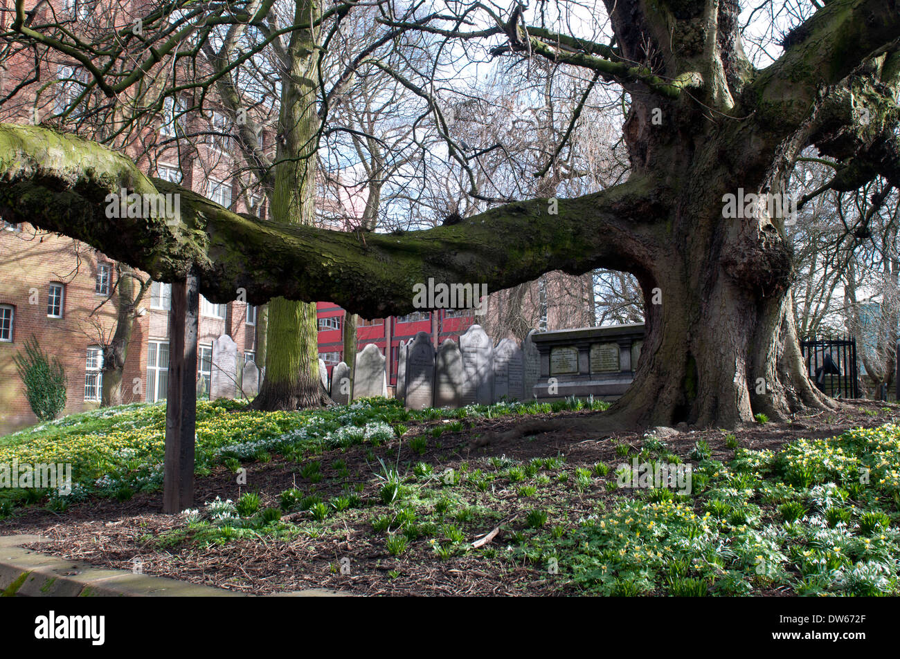 Propped tree branch hi-res stock photography and images - Alamy