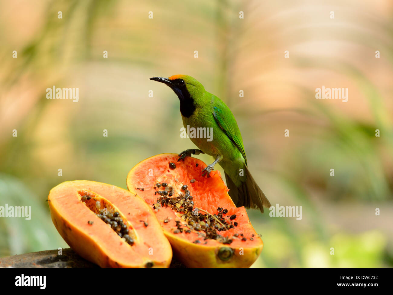 beautiful male Golden-fronted Leafbird (Chloropsis aurifrons) in ...