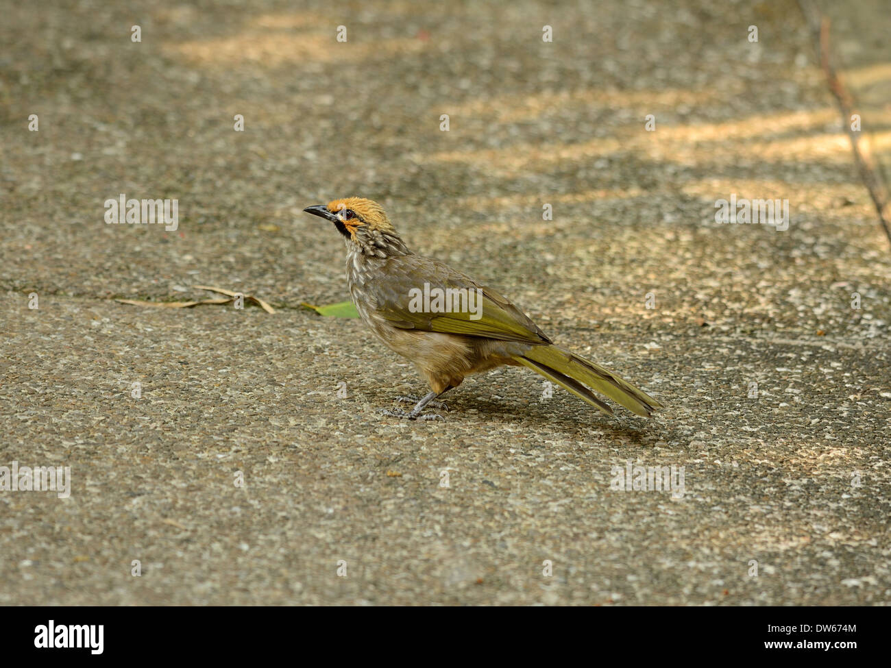 beautiful Straw-headed Bulbul (Pycnonotus zeylanicus) in Thai forest ...
