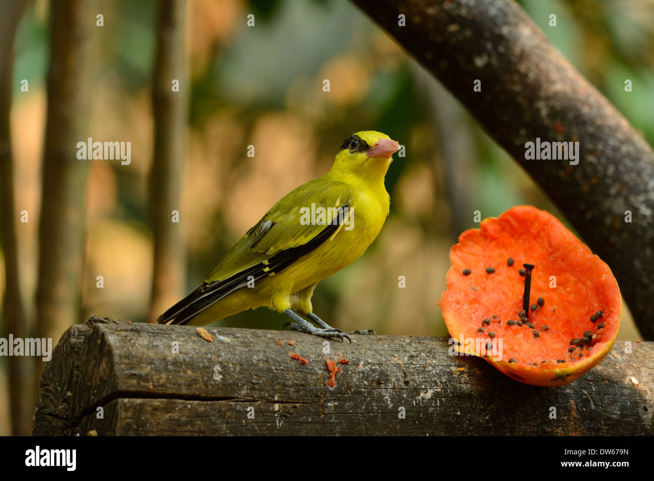 Female oriole hi-res stock photography and images - Alamy