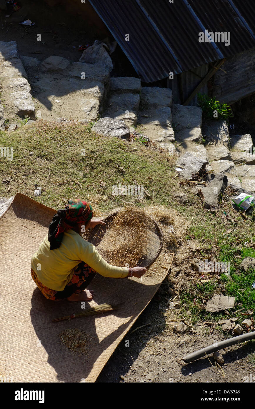 Woman winnowing grain hi-res stock photography and images - Alamy