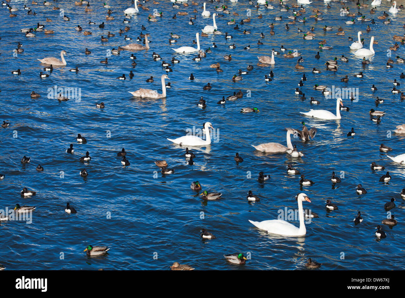natural background with aquatic birds on water Stock Photo - Alamy