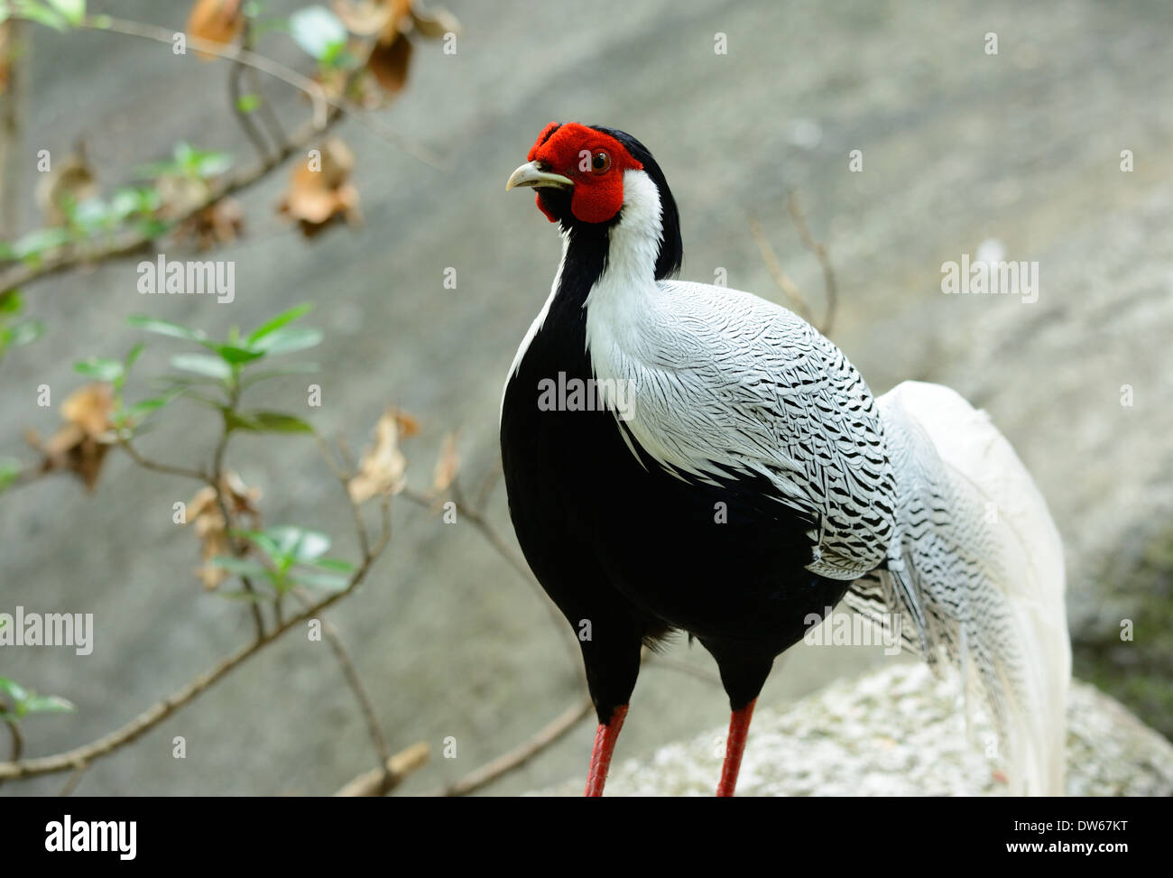 Silver pheasant hi-res stock photography and images - Alamy