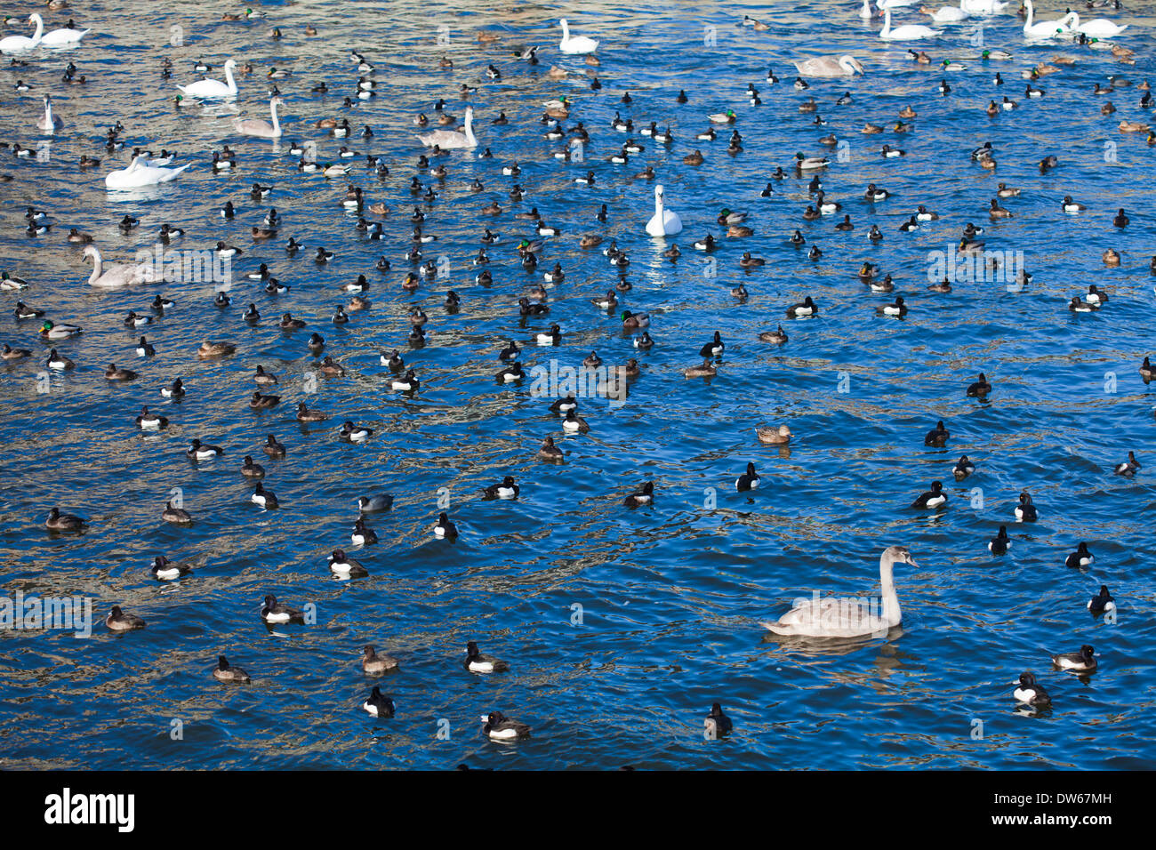 natural background with aquatic birds on water Stock Photo - Alamy