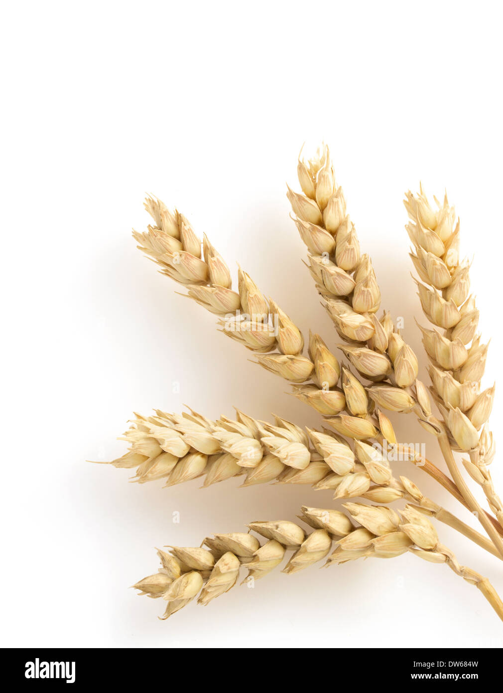 ears of wheat isolated on white background Stock Photo - Alamy