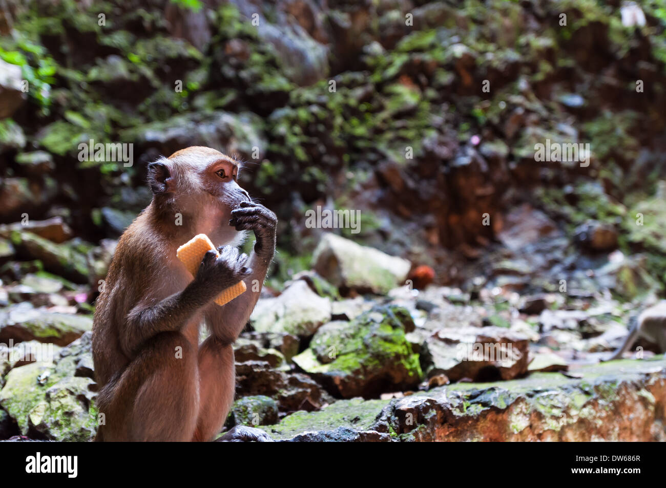 Cave monkeys at the Batu Caves in Kuala Lumpur Stock Photo - Alamy