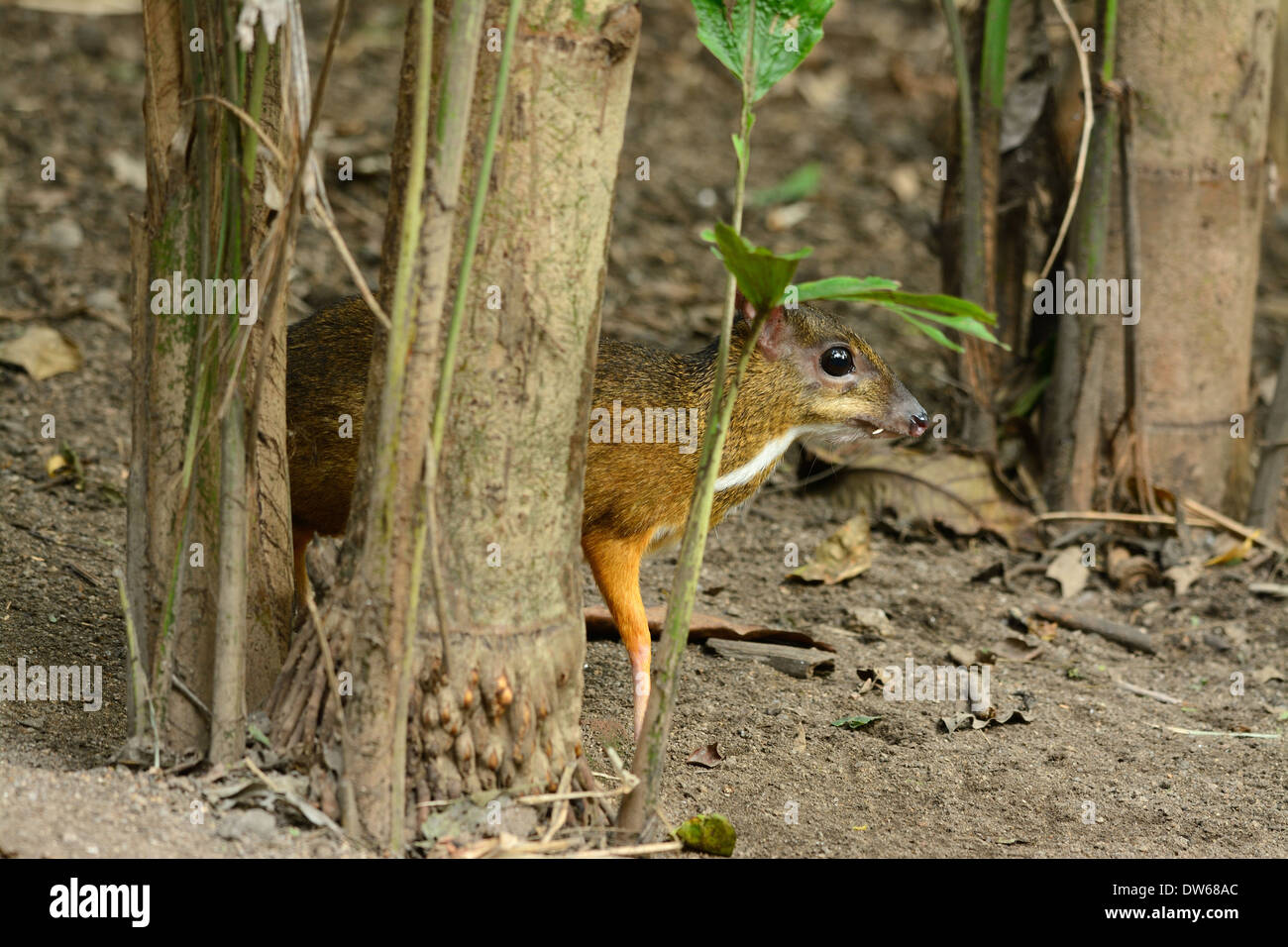 beautiful male Lesser Mouse-deer or Lesser Oriental Chevrotain ...