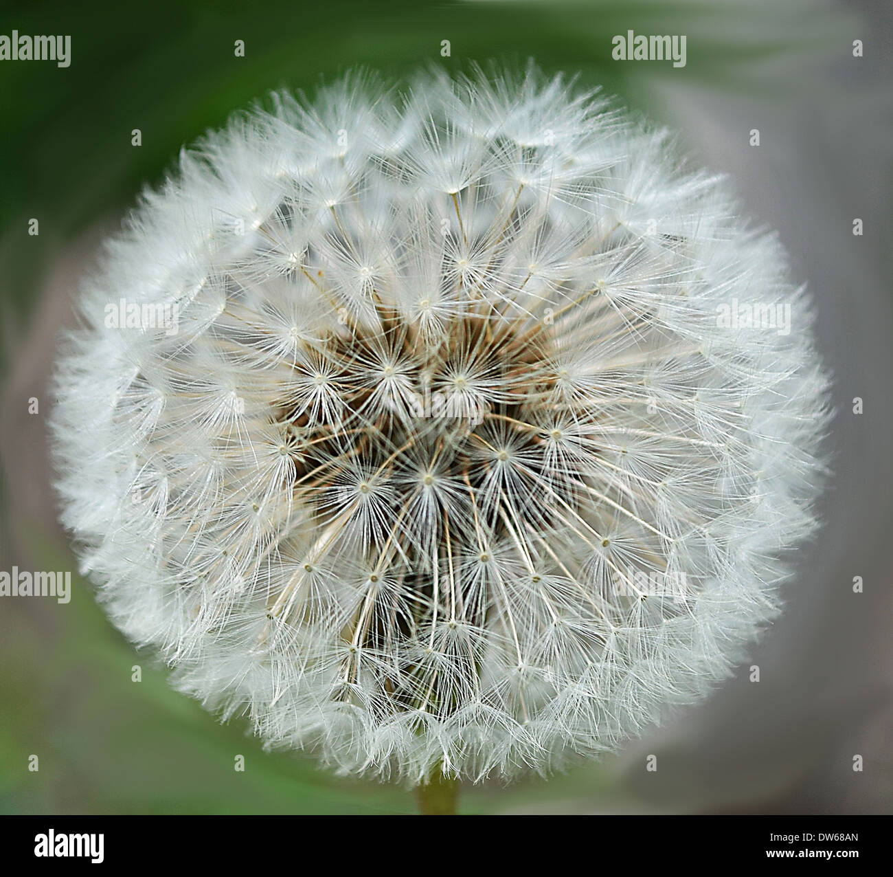 Dandelion meaning hi-res stock photography and images - Alamy