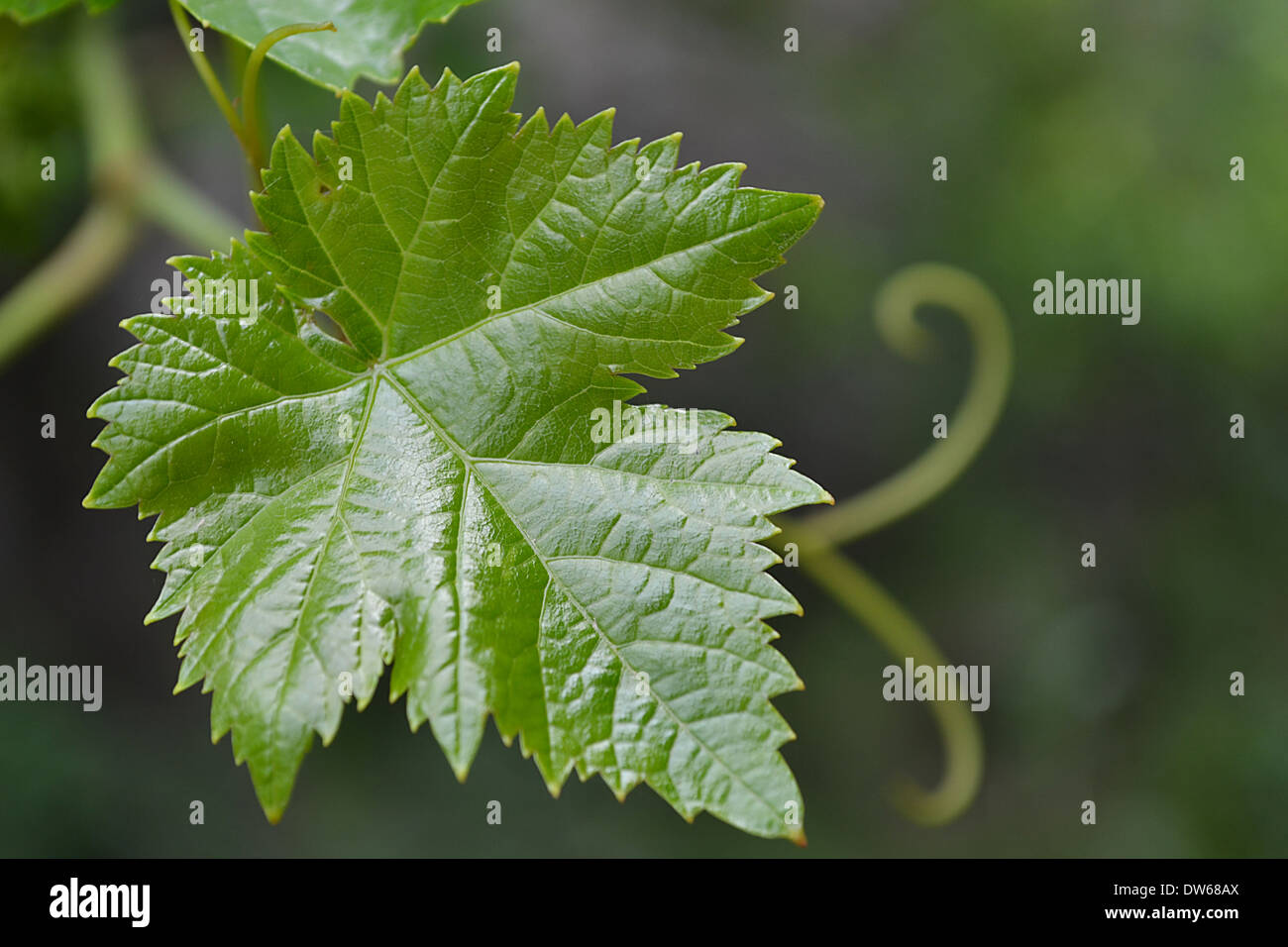 Grape leaf hi-res stock photography and images - Alamy