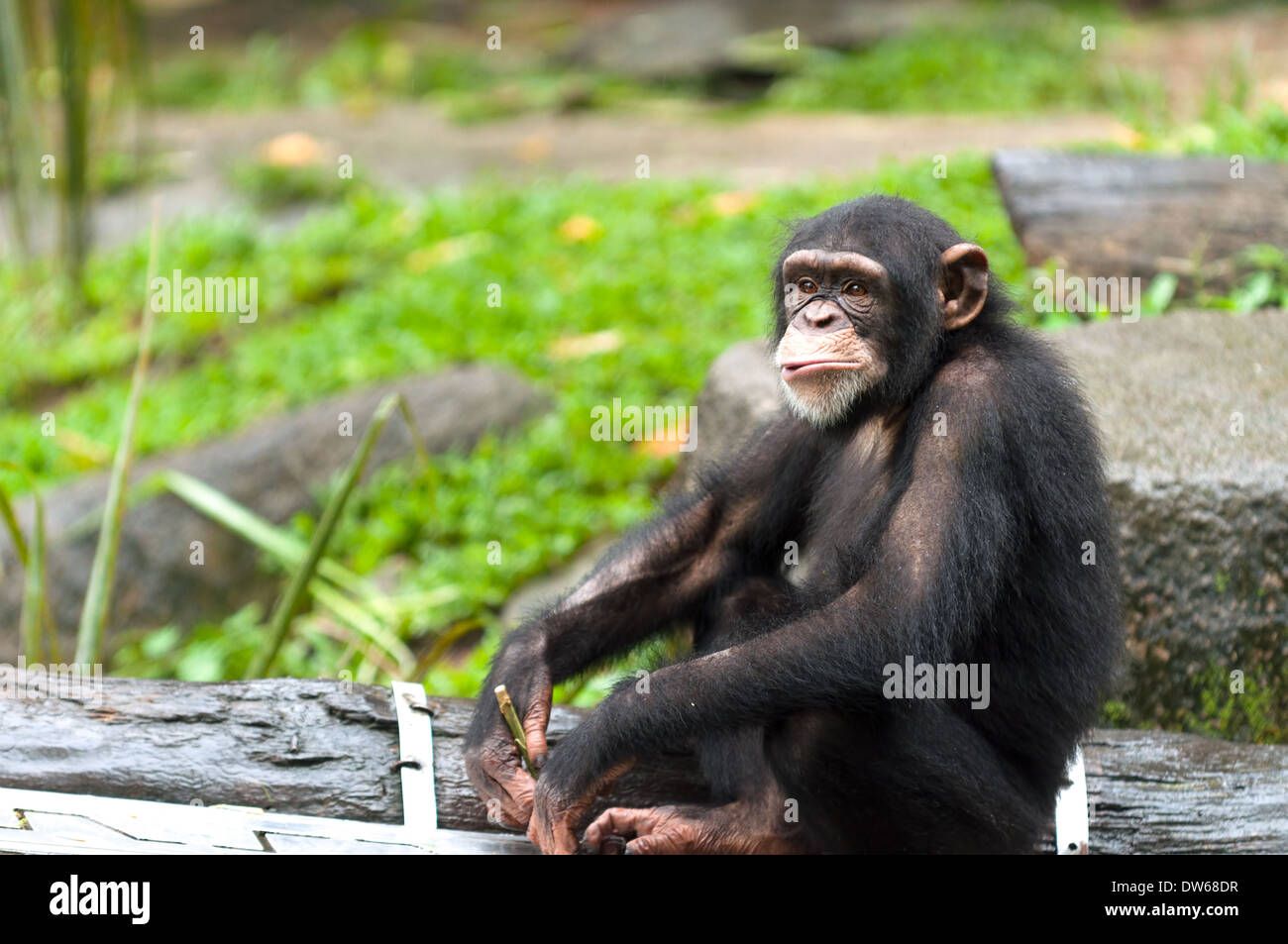 Common chimpanzee at the Singapore Zoo Stock Photo - Alamy