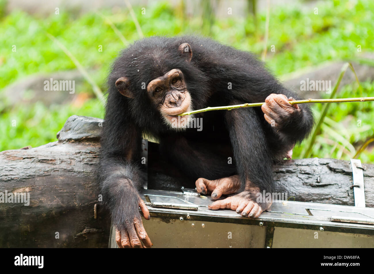 Chimpanzee hi-res stock photography and images - Alamy