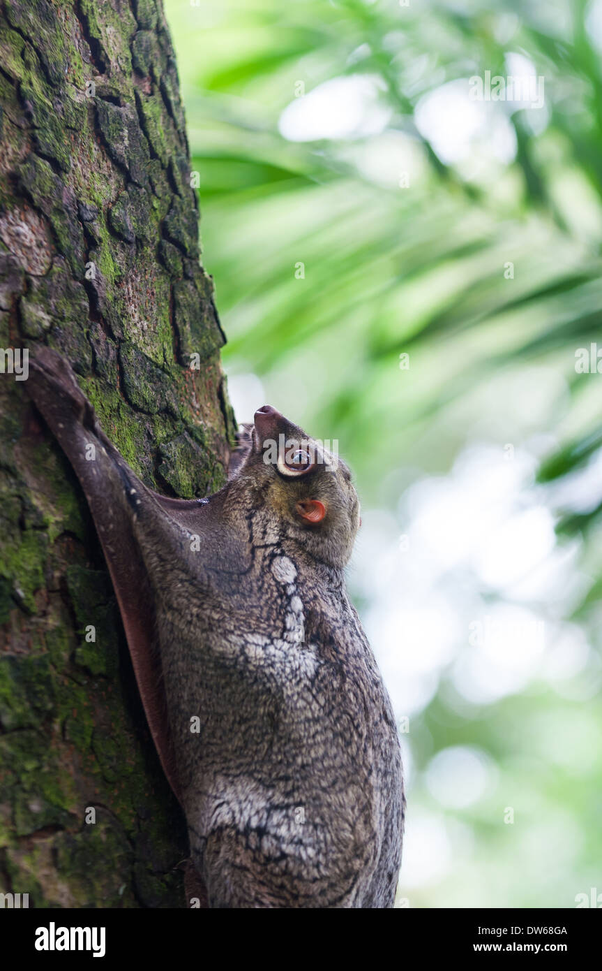 A Sunda flying lemur (Galeopterus variegatus) clings to a tree in the ...