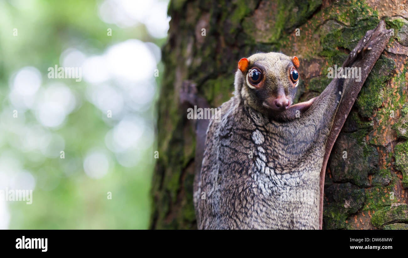 Baby Sunda Colugo