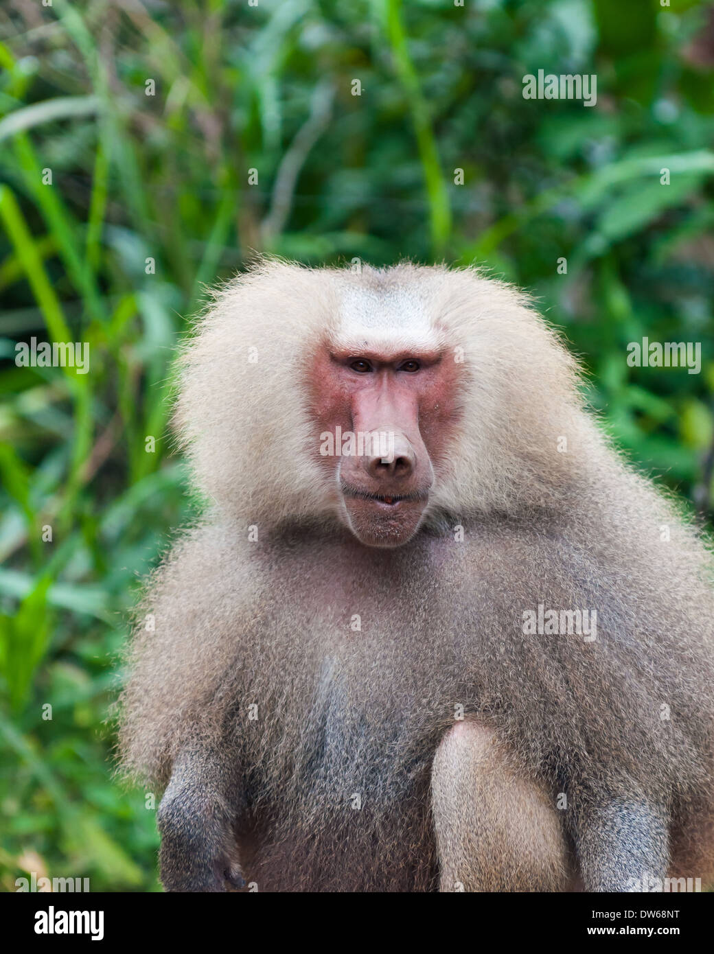 Singapore zoo baboon hi-res stock photography and images - Alamy