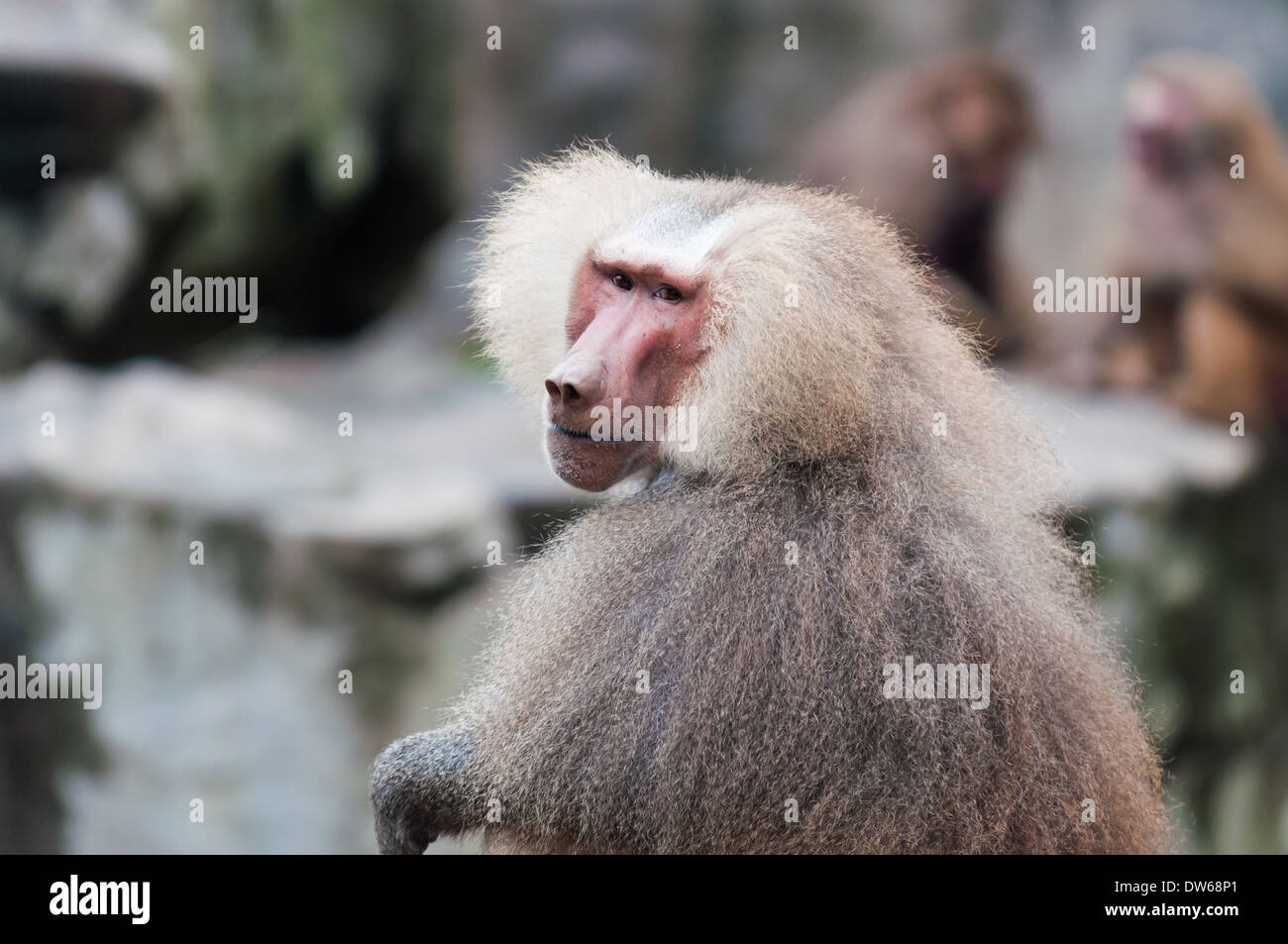Singapore zoo baboon hi-res stock photography and images - Alamy