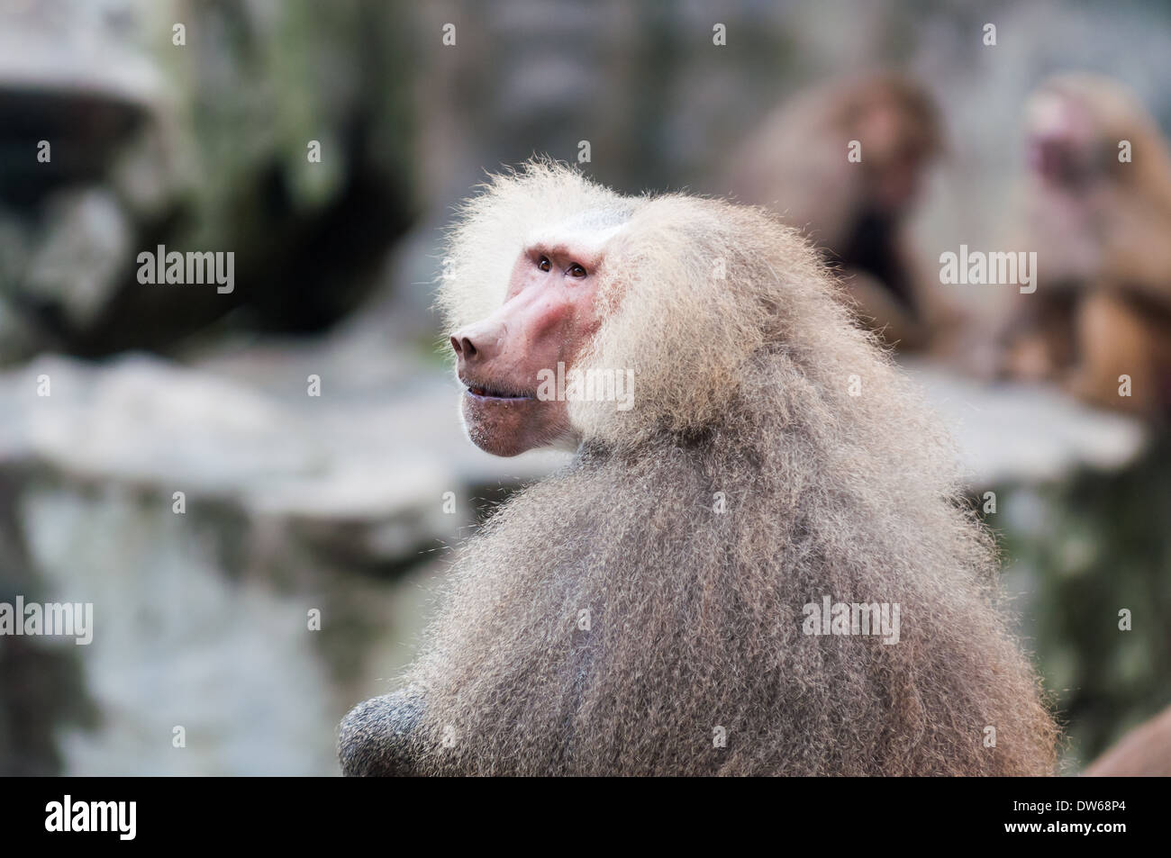 Hamadryas baboons hi-res stock photography and images - Alamy