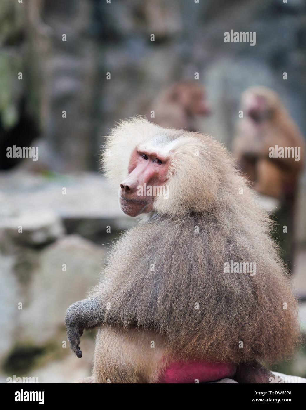 Singapore zoo baboon hi-res stock photography and images - Alamy
