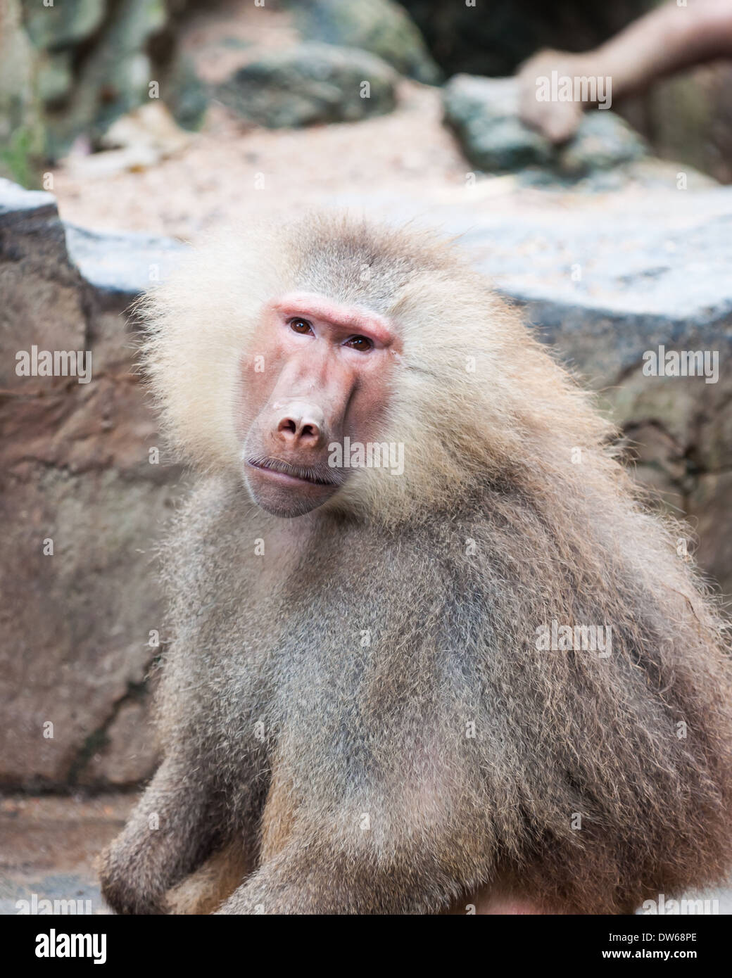 Hamadryas baboons at the Singapore Zoo Stock Photo - Alamy