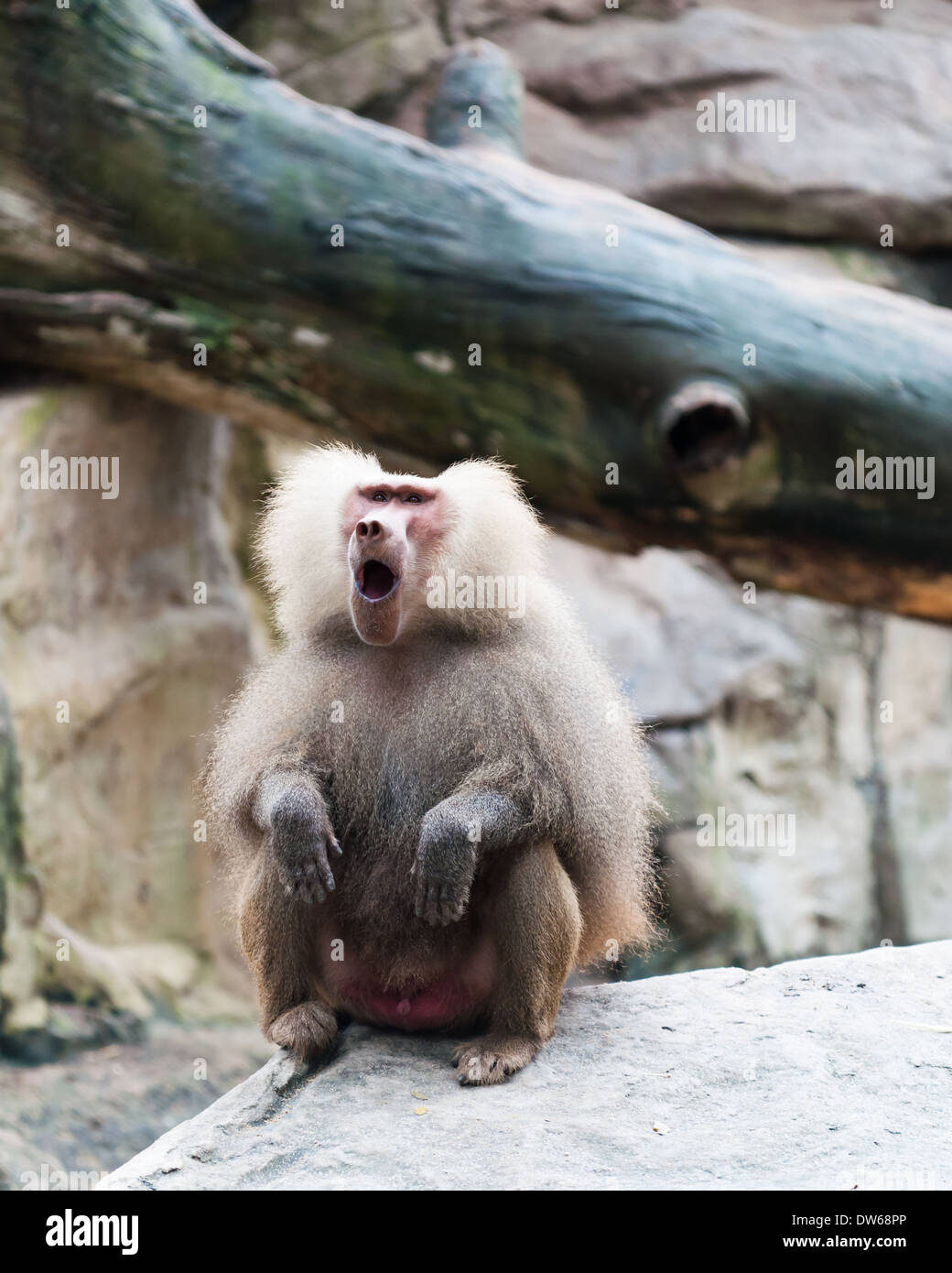 Hamadryas baboons at the Singapore Zoo Stock Photo - Alamy