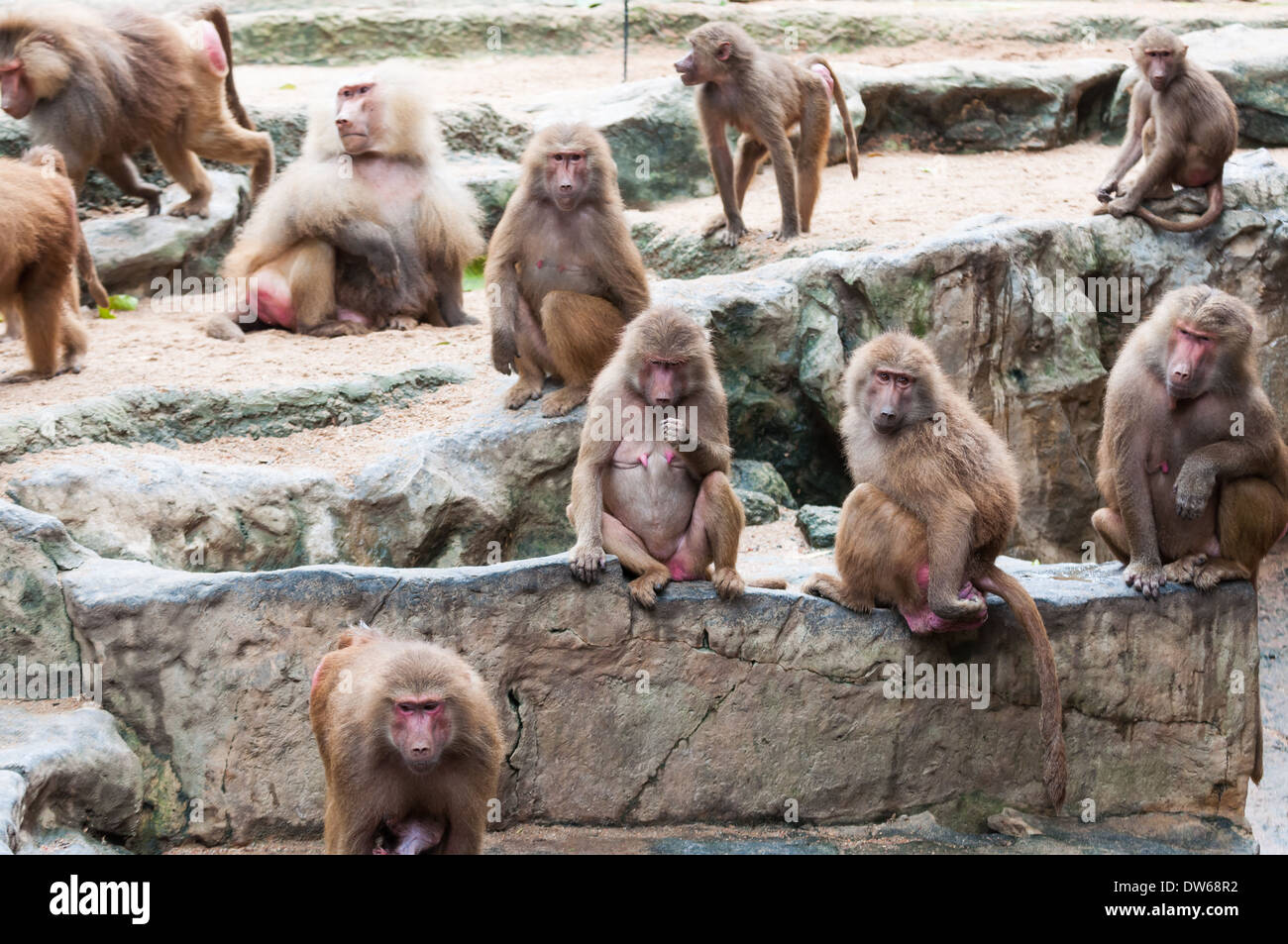 Hamadryas baboon hi-res stock photography and images - Alamy