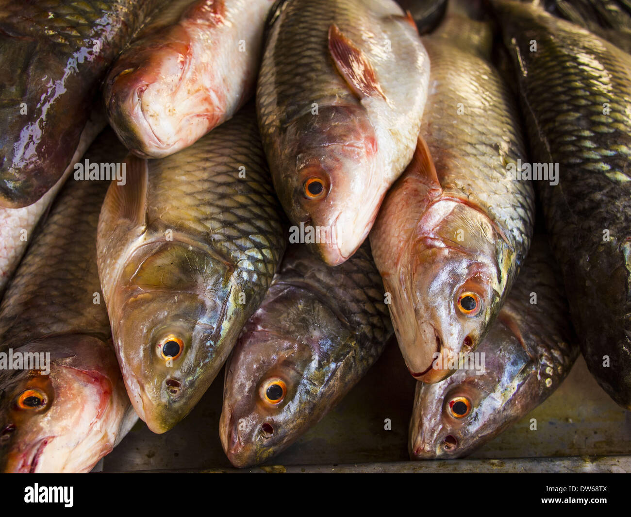 Fish sot hi-res stock photography and images - Alamy
