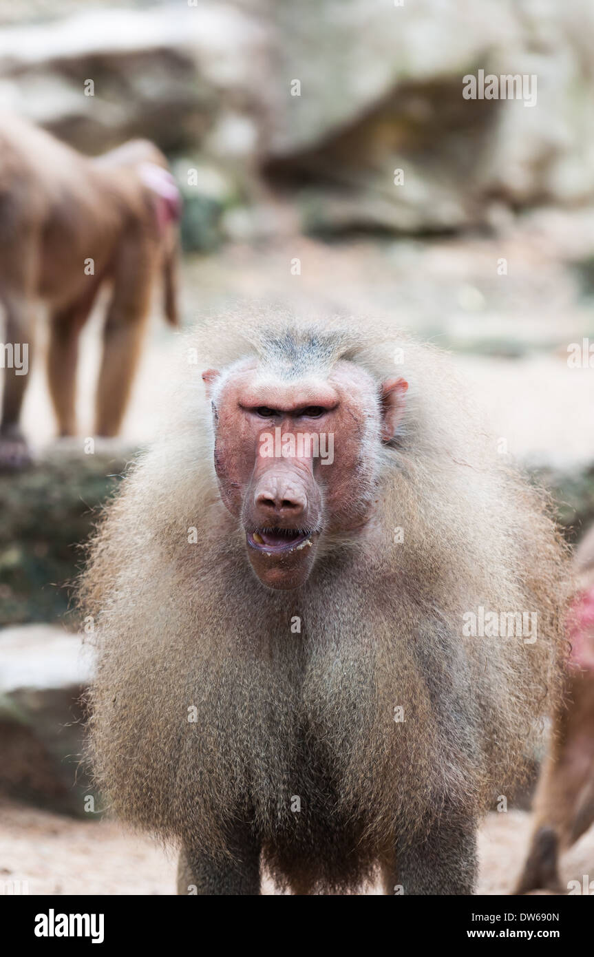 Mean baboon hi-res stock photography and images - Alamy