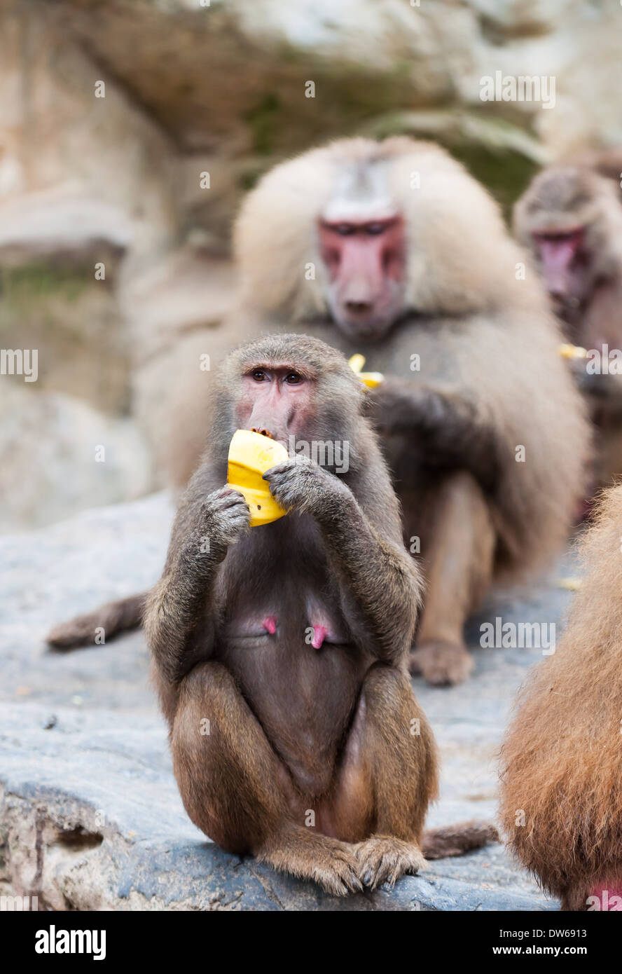 Baboons eating hi-res stock photography and images - Alamy
