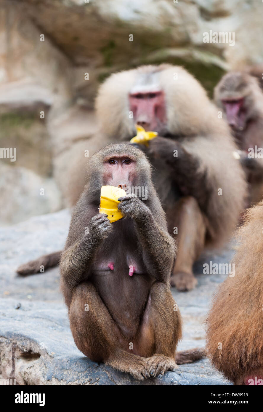 Baboons eating hi-res stock photography and images - Alamy